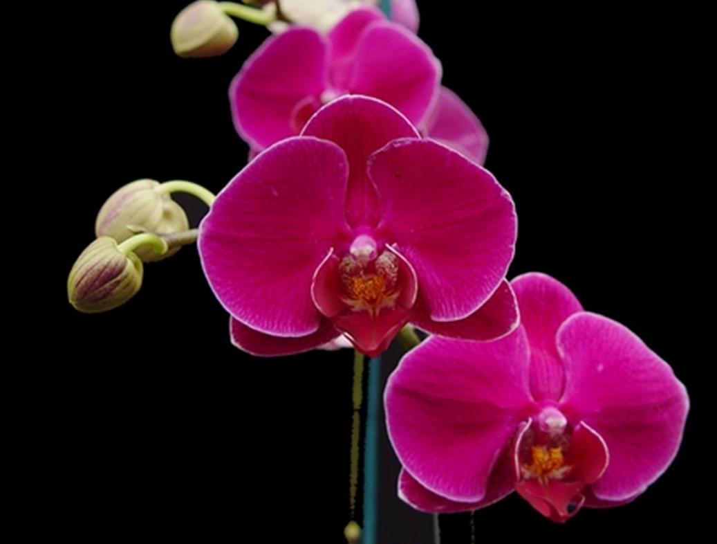 Орхидея Phal. Red Rose - купить, доставка Украина