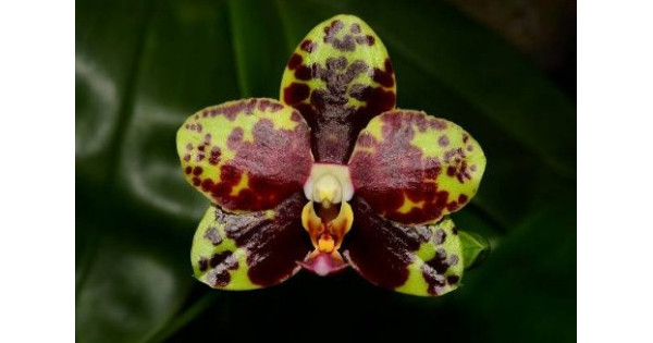 Орхидея Phal. Chang Jhih Green Grape - купить, доставка Украина