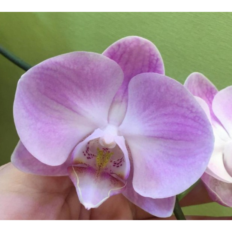 Орхiдея Phal. Elegant Rose - купити, доставка Україна