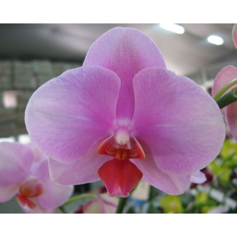 Орхидея Phal. Ever Spring Prince Pink - купить, доставка Украина