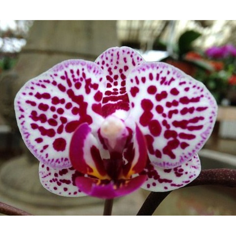 Орхидея Phal. Formosa Cranberry - купить, доставка Украина