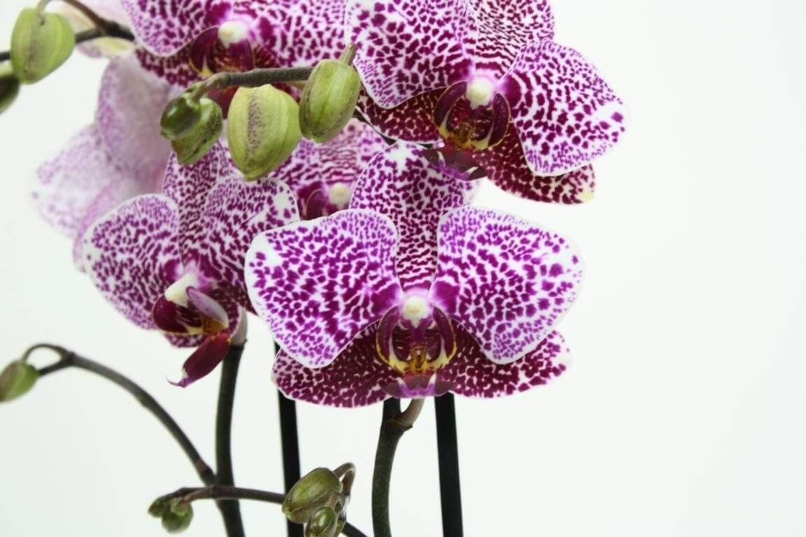 Орхидея Phal. Golden Poeker Leopard - купить, доставка Украина