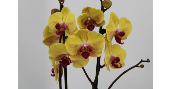 Орхiдея Phal. Goldion - купити, доставка Україна