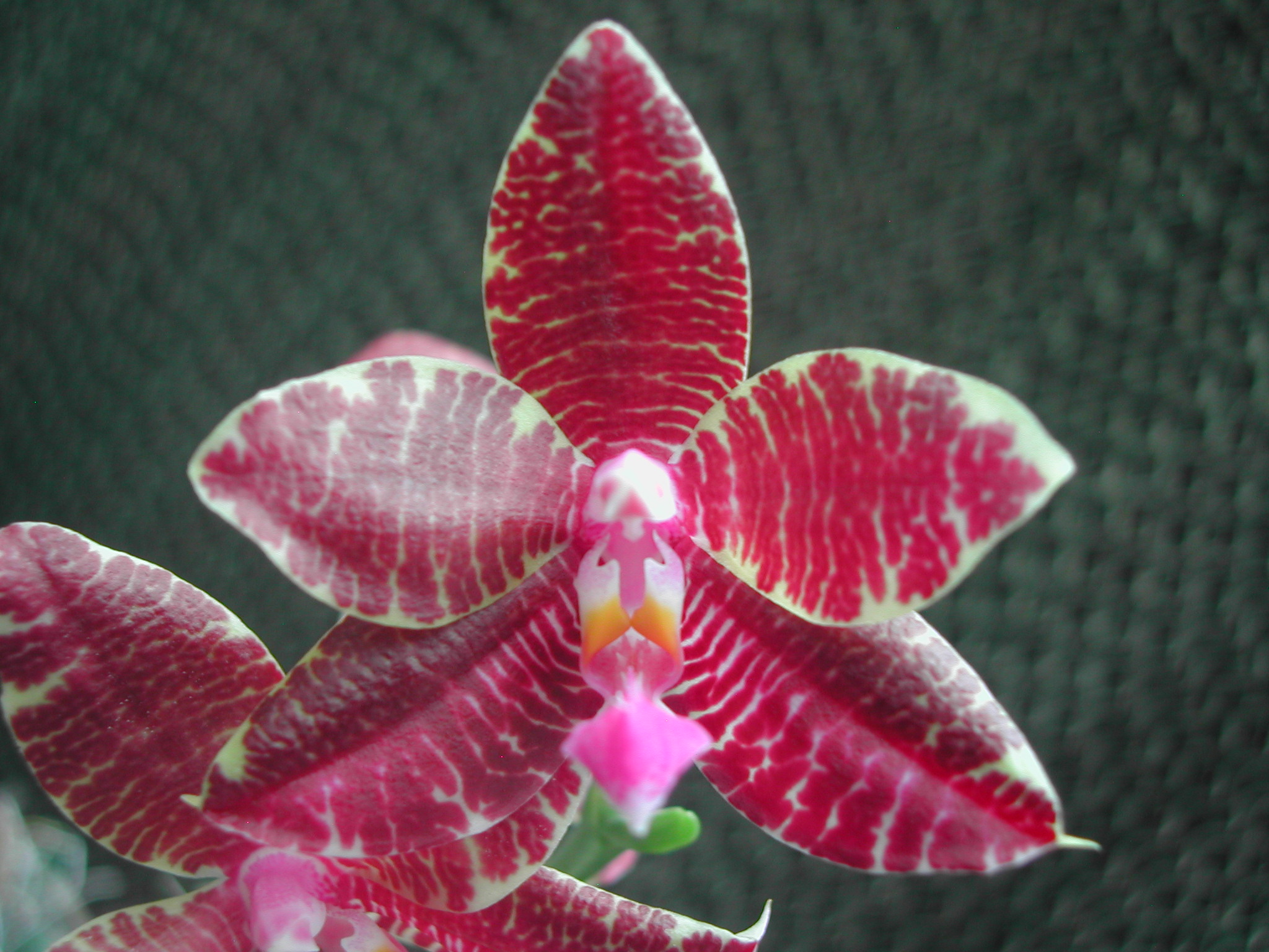 Орхидея Phal. Hsu Li-Shian - купить, доставка Украина