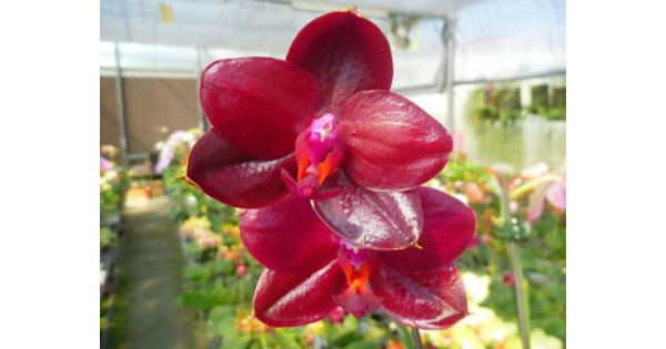 Орхидея Phal. Mituo King BBR - купить, доставка Украина