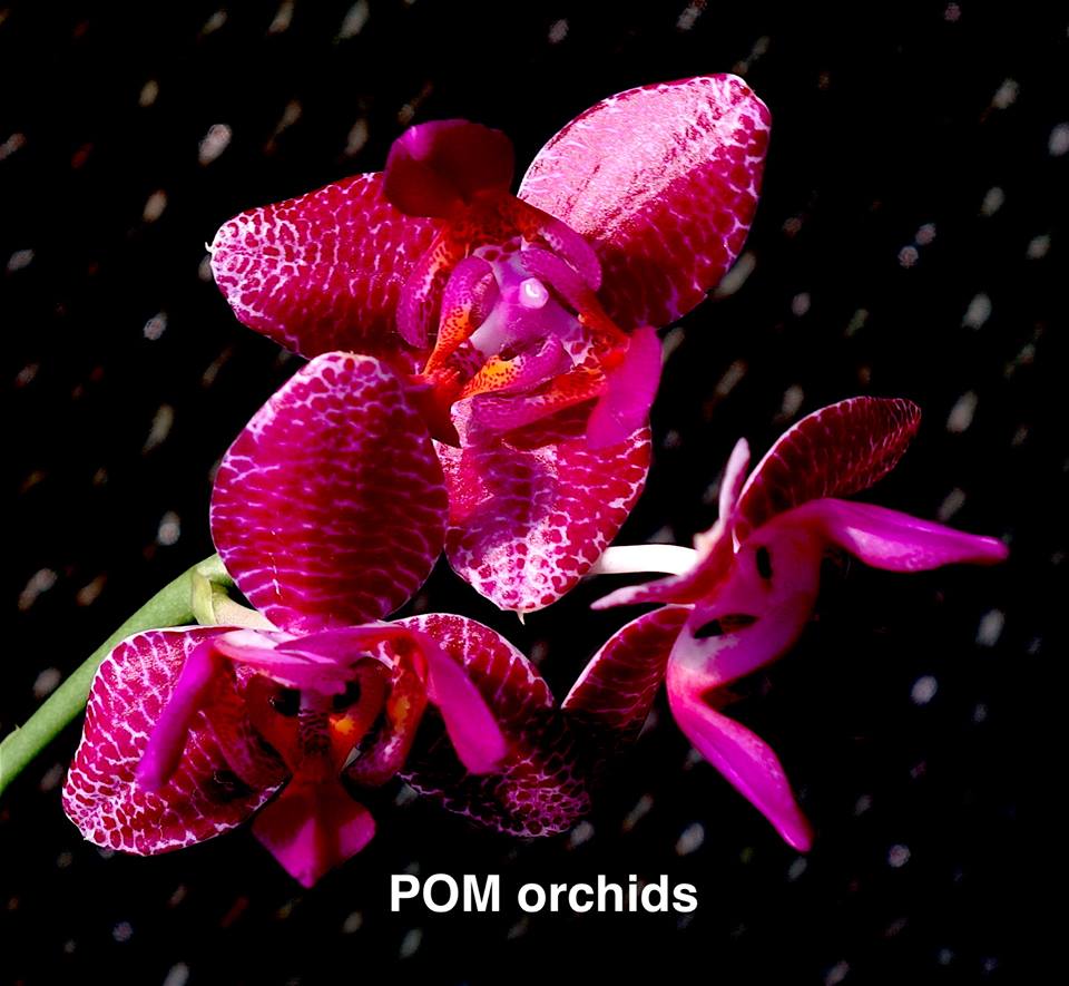 Орхидея Phal. Mituo King Big Pink 3 lips - купить, доставка Украина