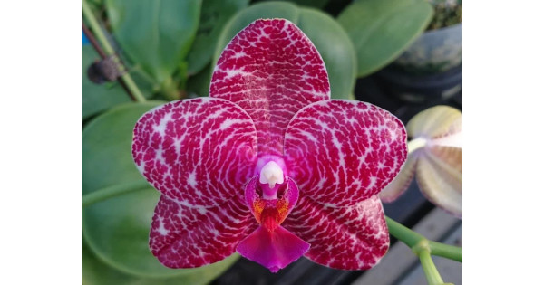 Орхидея Phal. Mituo King Camomiles Beef - купить, доставка Украина