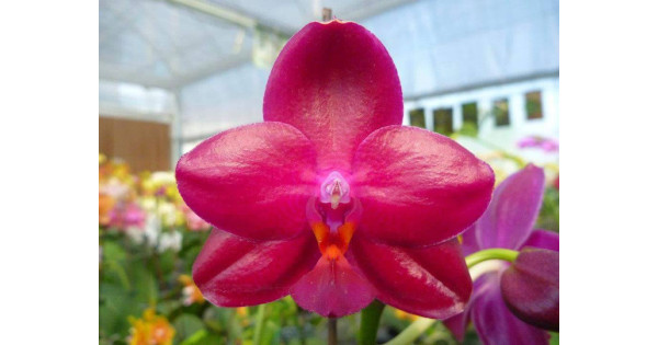 Орхидея Phal. Mituo King Grape - купить, доставка Украина