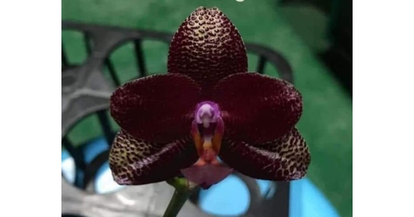 Орхидея Phal. Mituo King K-Gold - купить, доставка Украина