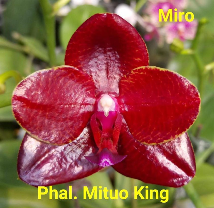 Орхидея Phal. Mituo King Miro - купить, доставка Украина