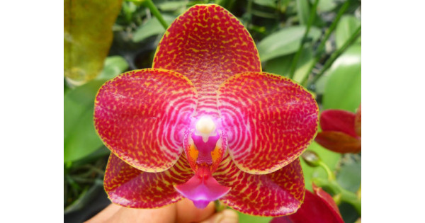 Орхидея Phal. Mituo King Round - купить, доставка Украина