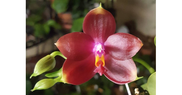 Орхидея Phal. Mituo King Star Ruby 2,5 - купить, доставка Украина