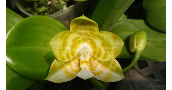 Орхидея Phal. Mituo Reflex King Flava #1 - купить, доставка Украина