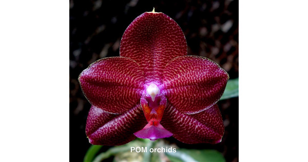 Орхидея Phal. Mituo Sun King M91 2,5 - купить, доставка Украина