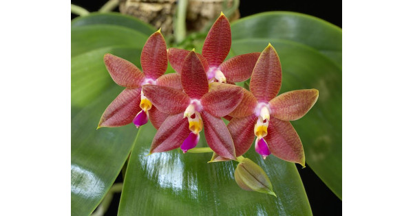 Орхидея Phal. Princess Kaiulani - купить, доставка Украина