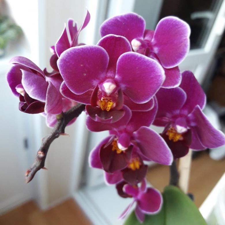 Орхидея Phal. Purple Princess - купить, доставка Украина