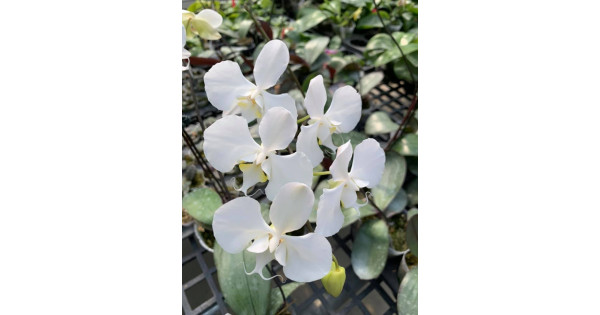 Орхiдея Phal. Sanderiana v. alba - купити, доставка Україна