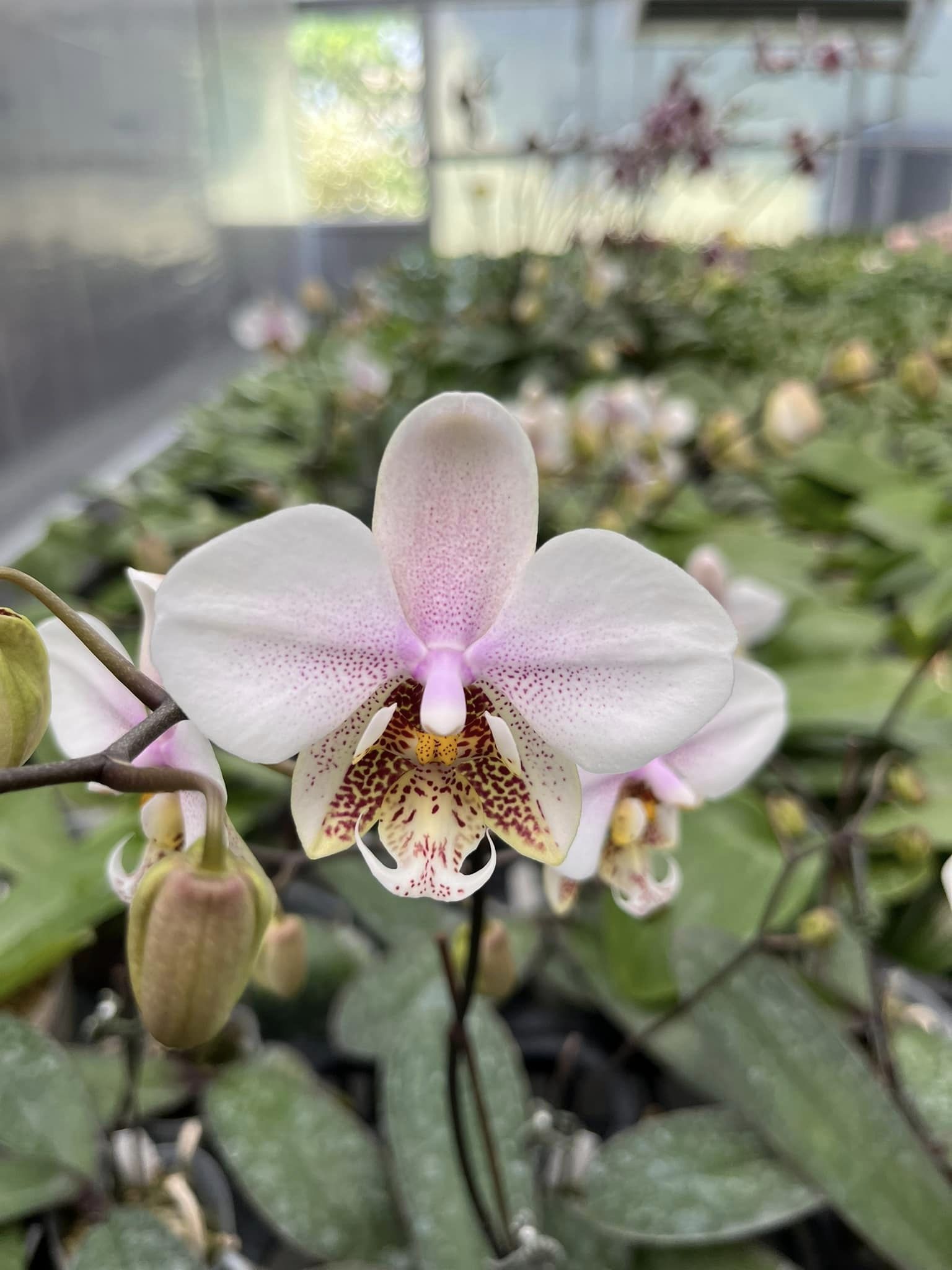 Орхидея Phal. Stuartiana Yellow x Schilleriana Stripe - купить ...