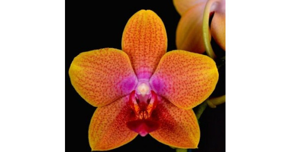 Орхидея Phal. Sweet Memory Bubbles - купить, доставка Украина