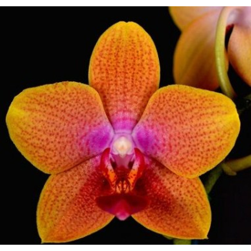 Орхидея Phal. Sweet Memory Bubbles - купить, доставка Украина