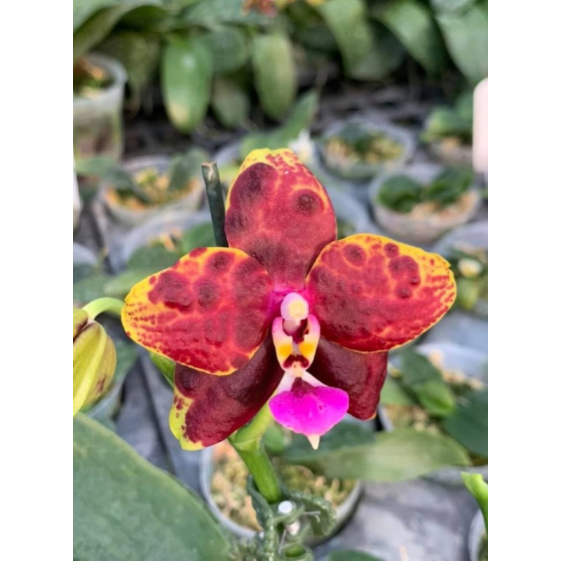 Орхидея Phal. Yaphon Pink Grape Snake - купить, доставка Украина