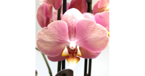 Орхидея Phal. Sylvia - купить, доставка Украина