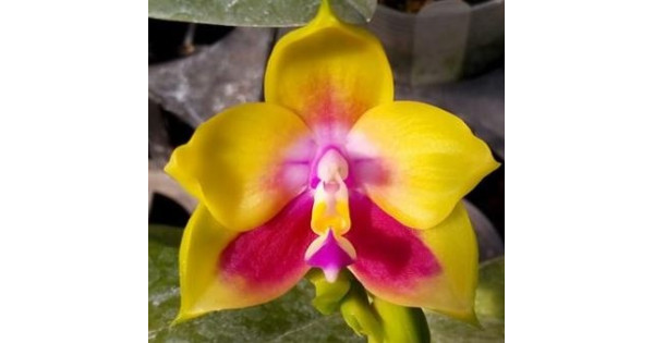 Орхидея Phal. Eagle Eye - купить, доставка Украина