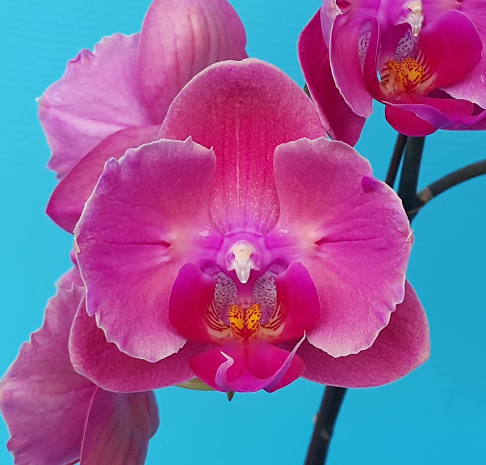 Орхiдея Phal. Beauty Rose метелик - купити, доставка Україна