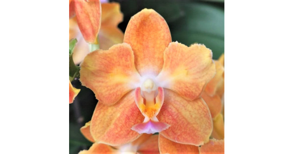Орхидея Phal. Orange Moon бабочка - купить, доставка Украина