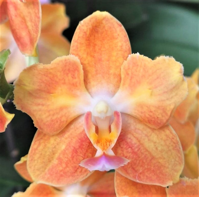 Орхидея Phal. Orange Moon бабочка - купить, доставка Украина