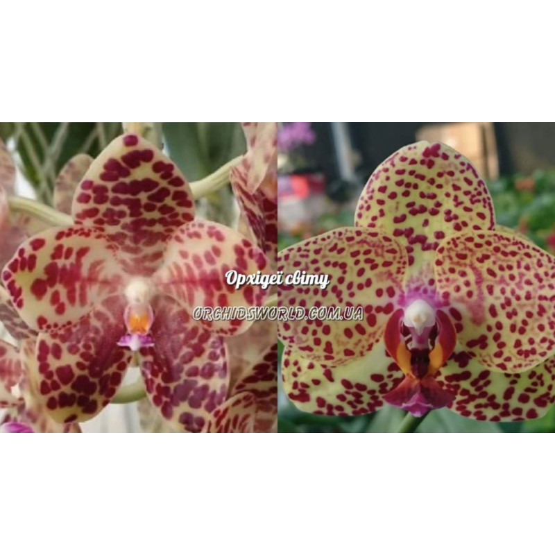 Орхидея Phal. Gigantea Mituo 25 x Mituo Sunrise Angel Rose - купить ...