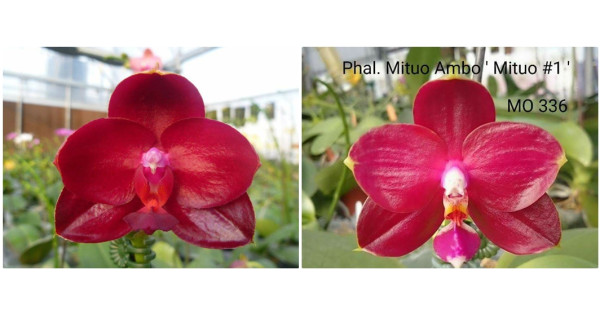 Орхидея Phal. Mituo King Red Pepper x Mituo Ambo Mr #1 - купить ...