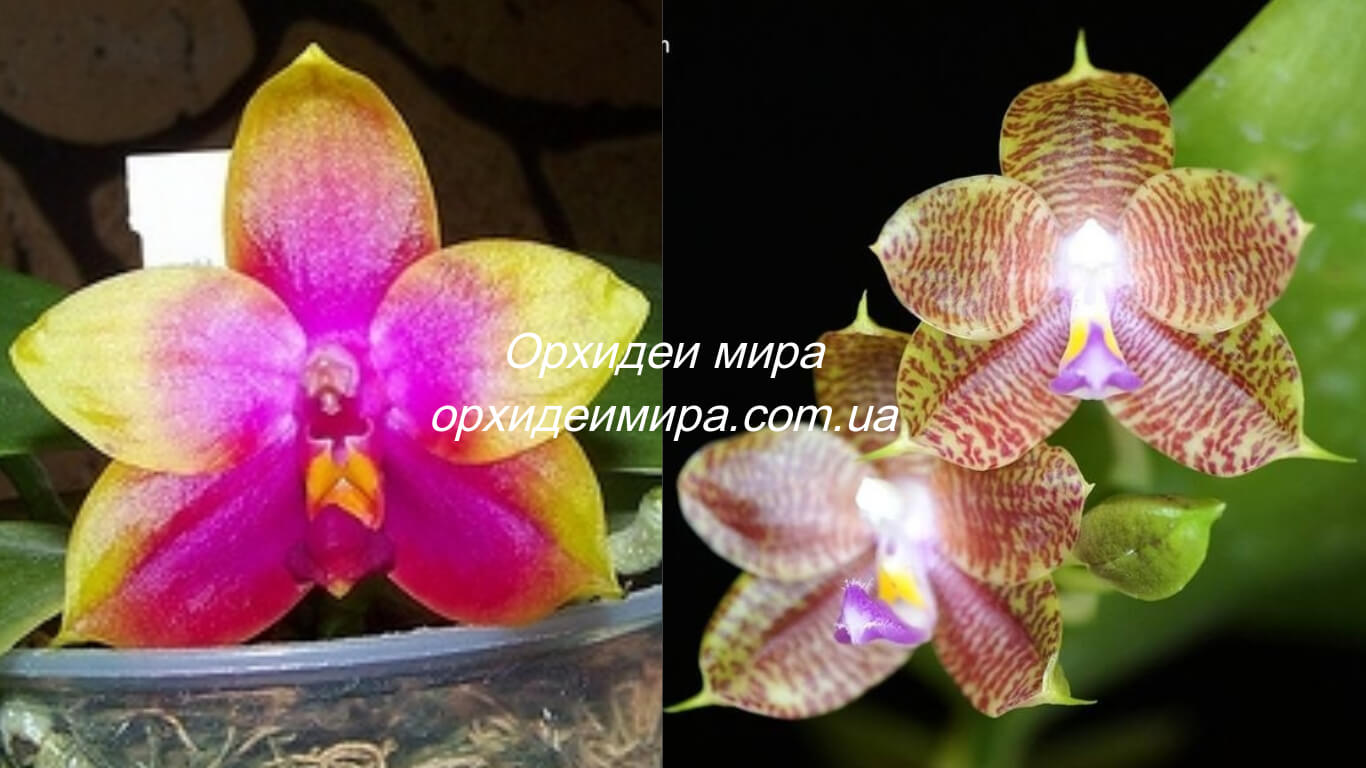 Орхидея Phal. Princess Kaiulani Chin Yo x Yaphon Javaking - купить ...