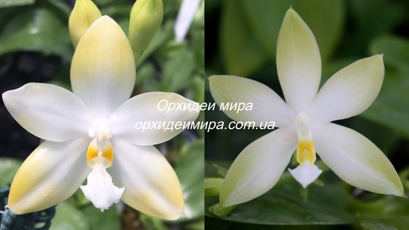 Орхидея Phal. Yaphon Gem Flava x Violacea Alba - купить, доставка Украина