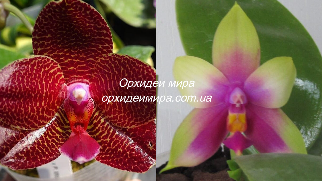 Орхидея Phal. Yaphon Mituo Sir x Yins Bellina Queen - купить, доставка ...