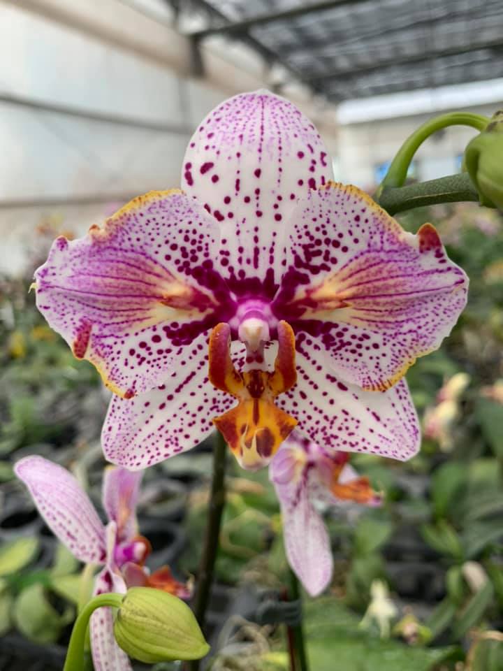 Орхiдея Phal. Ever Spring King Varsity метелик - купити, доставка Україна