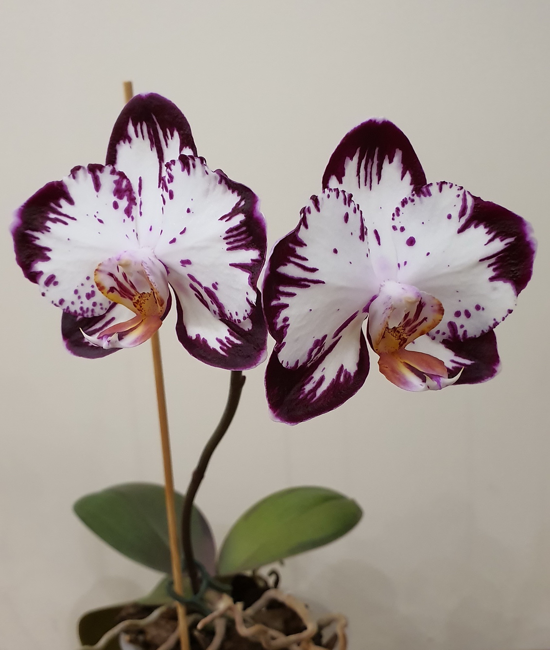 Орхiдея Phal. Ever Spring Prince - купити, доставка Україна