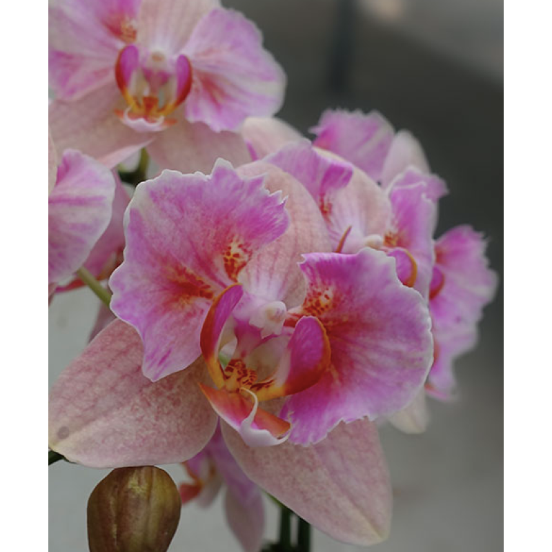 Орхидея Phal. Yu Pin Fire Works-Sin Yuan Golden Beauty бабочка - купить ...