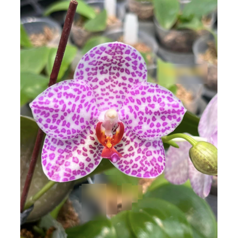 Орхидея Phal. Gigantea Mituo 25 x Mituo Sunrise Angel Rose - купить ...
