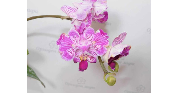 Орхидея Phal. (Chia E Berry x Pingtung Tako) big lip бабочка - купить ...