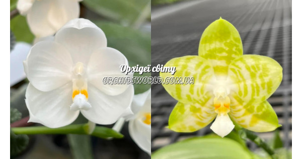 Орхiдея Phal. (Javanica x Rainbow Falconer) Alba x Mituo Golden Tiger ...