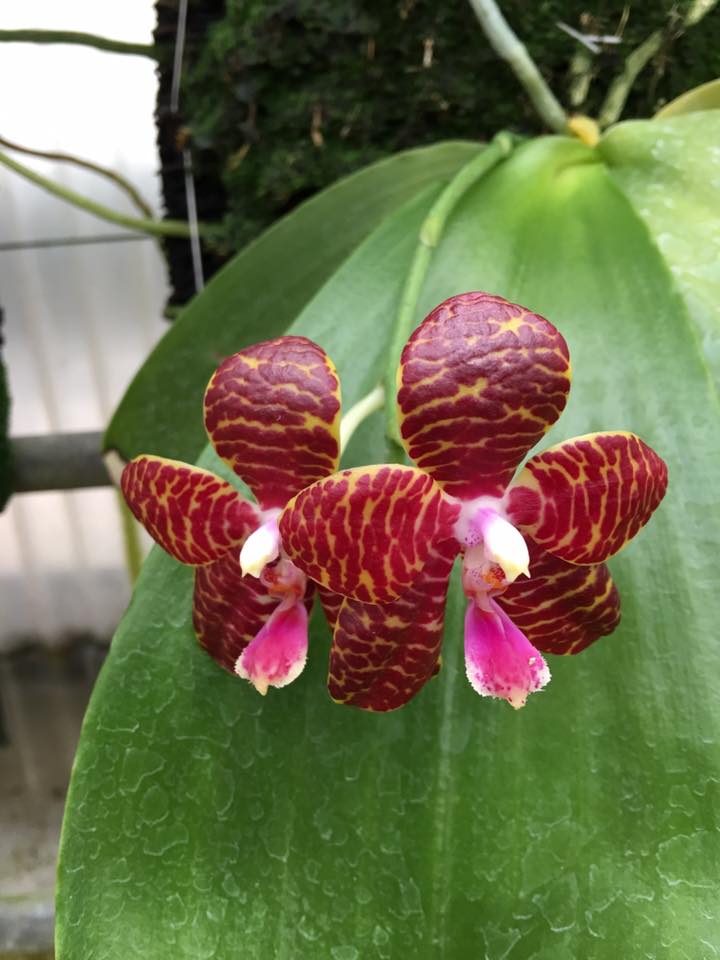 Орхiдея Phal. Red Jaguar 1,7 - купити, доставка Україна