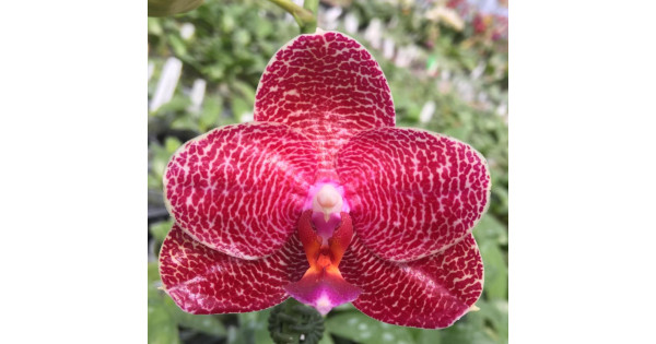 Орхидея Phal. Mituo King Eddy - купить, доставка Украина