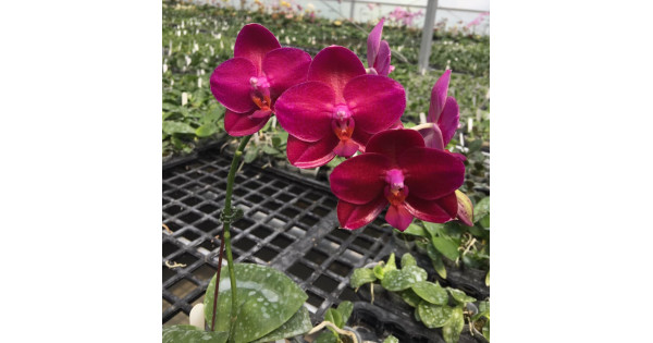 Орхидея Phal. Mituo King Big Pink - купить, доставка Украина