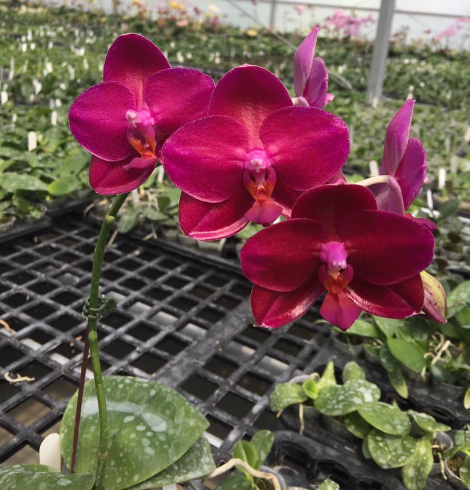 Орхидея Phal. Mituo King Big Pink - купить, доставка Украина