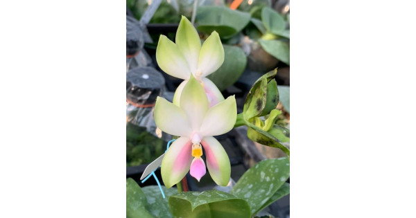 Орхидея Phal. Bellina Pink - купить, доставка Украина