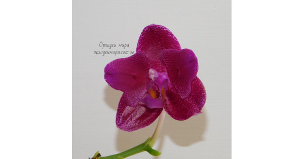 Орхидея Phal. Mituo King Big Pink бабочка - купить, доставка Украина