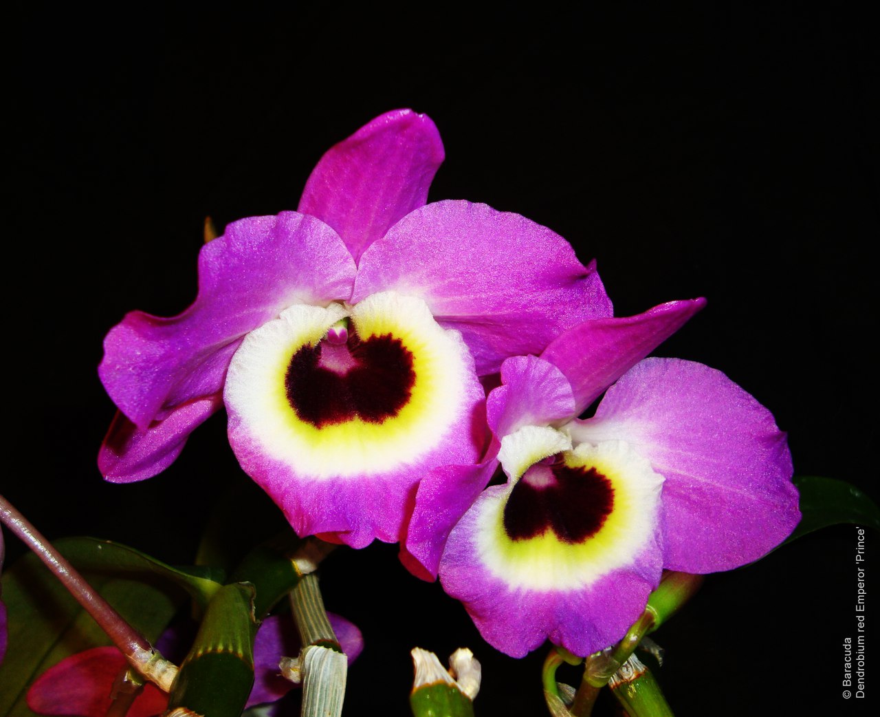 Орхидея Den. Red Emperor Prince - купить, доставка Украина