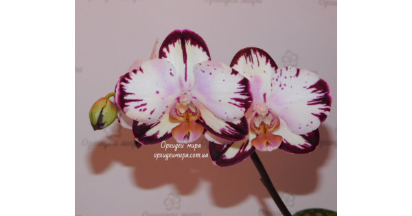 Орхiдея Phal. Ever Spring Prince - купити, доставка Україна