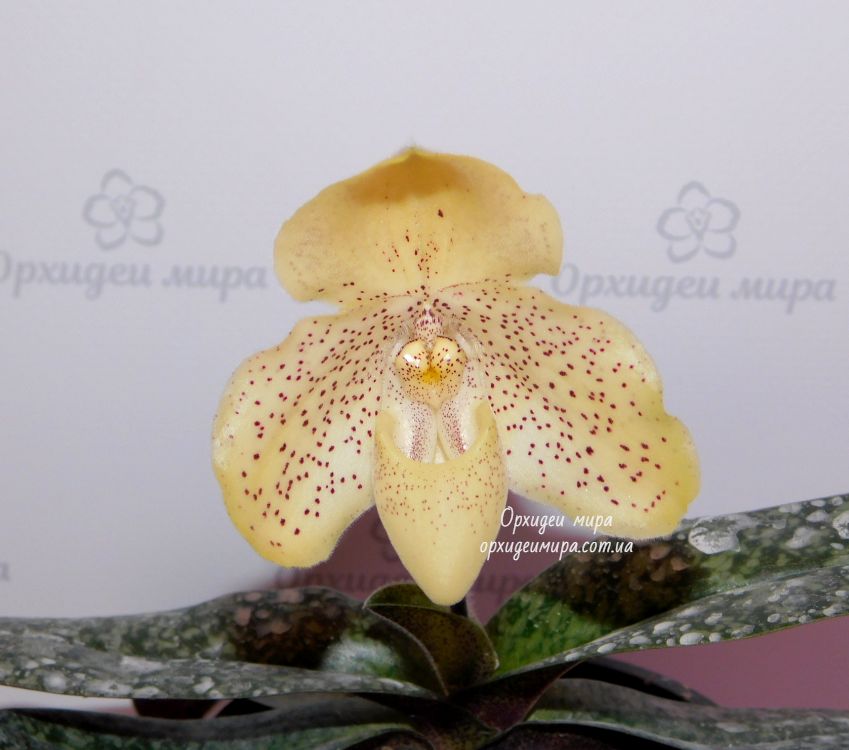 Орхидея Paph. Concolor - купить, доставка Украина